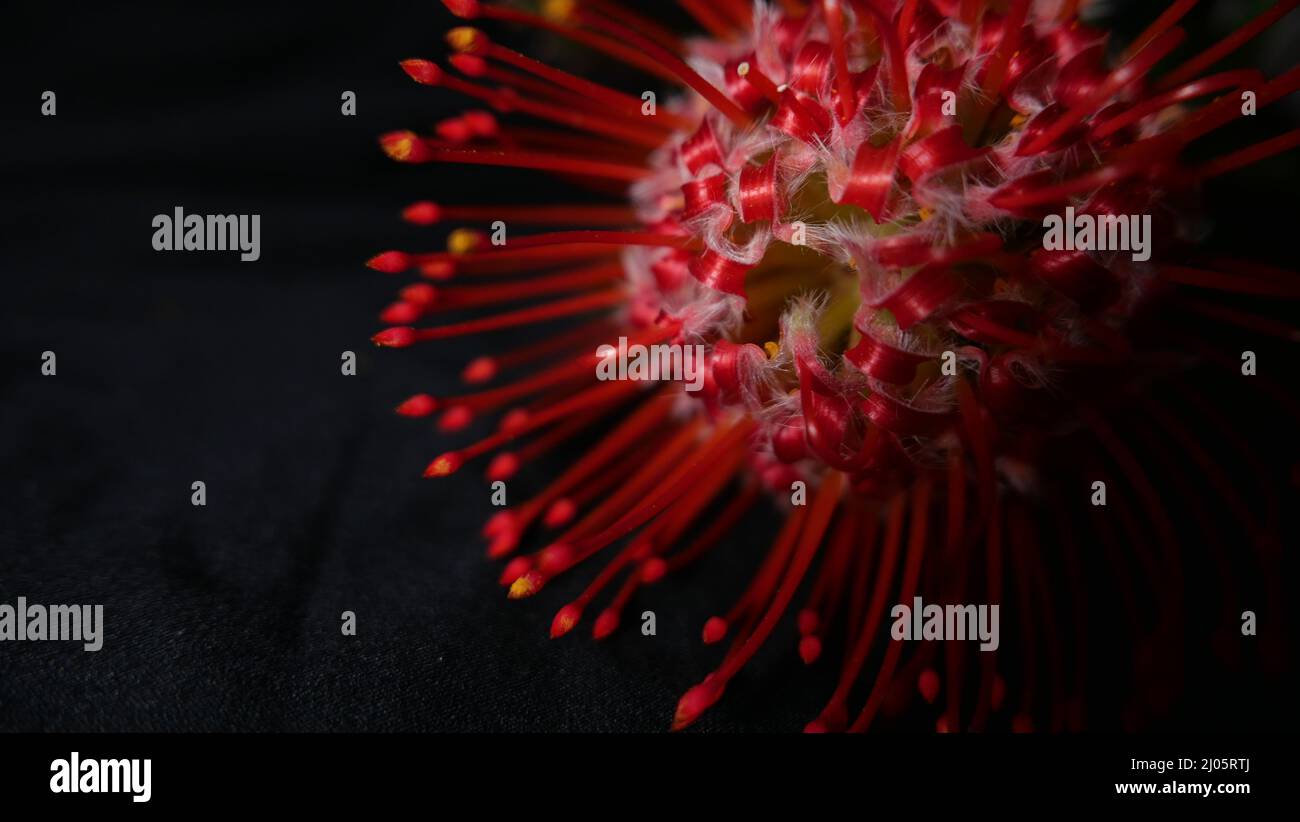 Red protea hi-res stock photography and images - Alamy