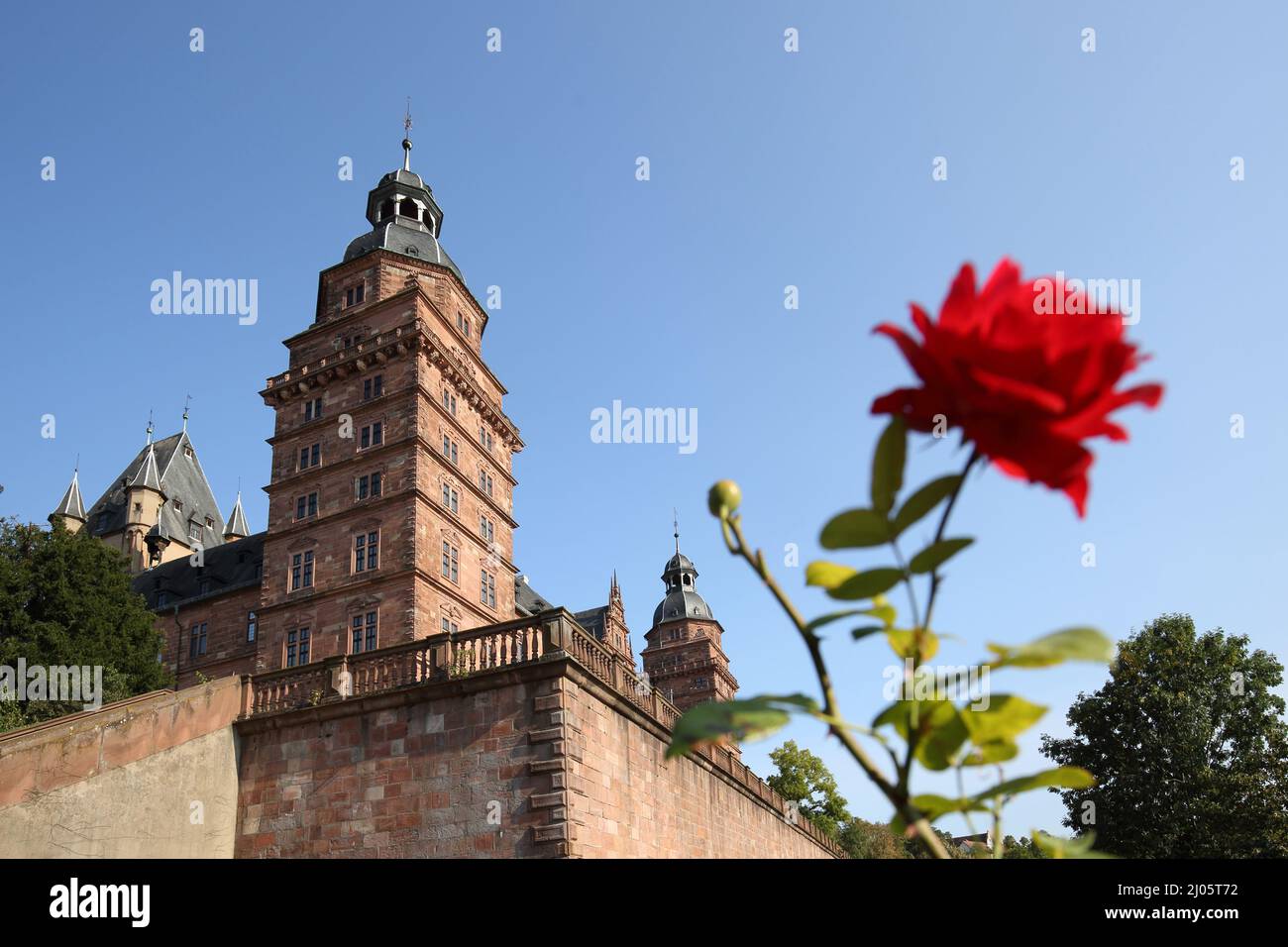 Red rose walls hi-res stock photography and images - Alamy