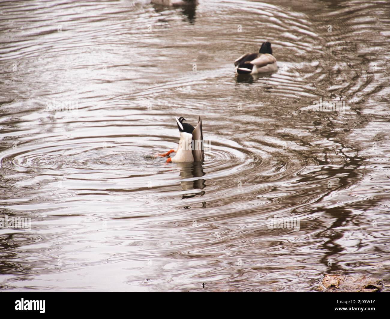 Merriam lake hi-res stock photography and images - Alamy