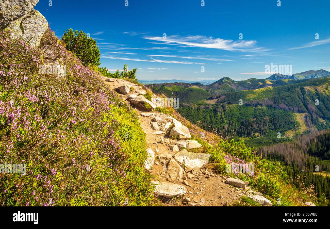 Mountain landscape with flowers in Rohace area of the Tatra National ...