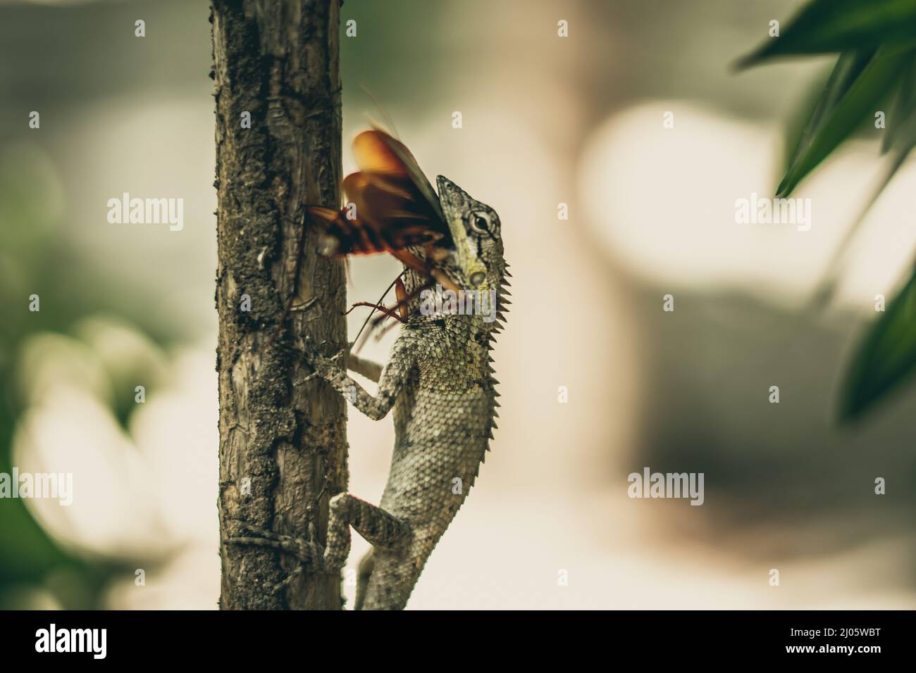 BANNER Macro close-up photo captures moment big gray lizard eat ...