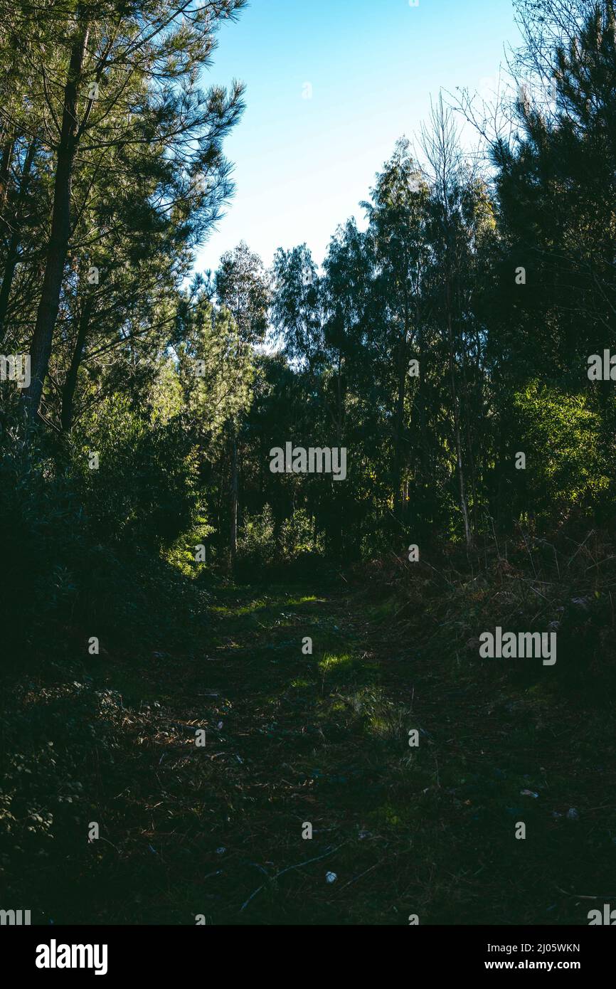 Vertical shot of a beautiful forest with many trees in Galicia, Spain ...