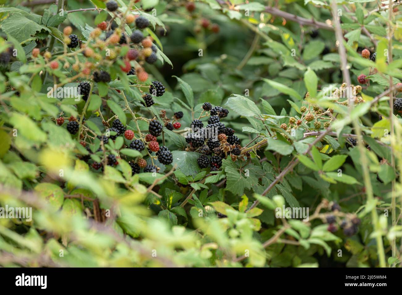 On the branch ripen the berries bramble (Rubus fruticosus) in nature ...