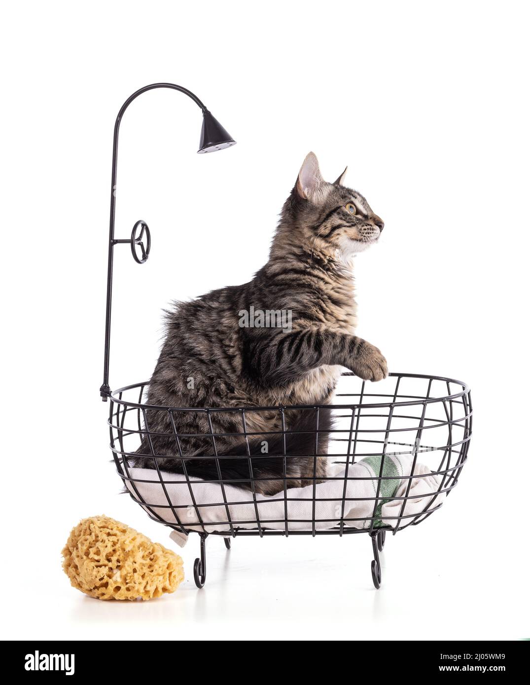 Cute gray tabby kitten in a mesh bathtub with a natural sponge on white ...