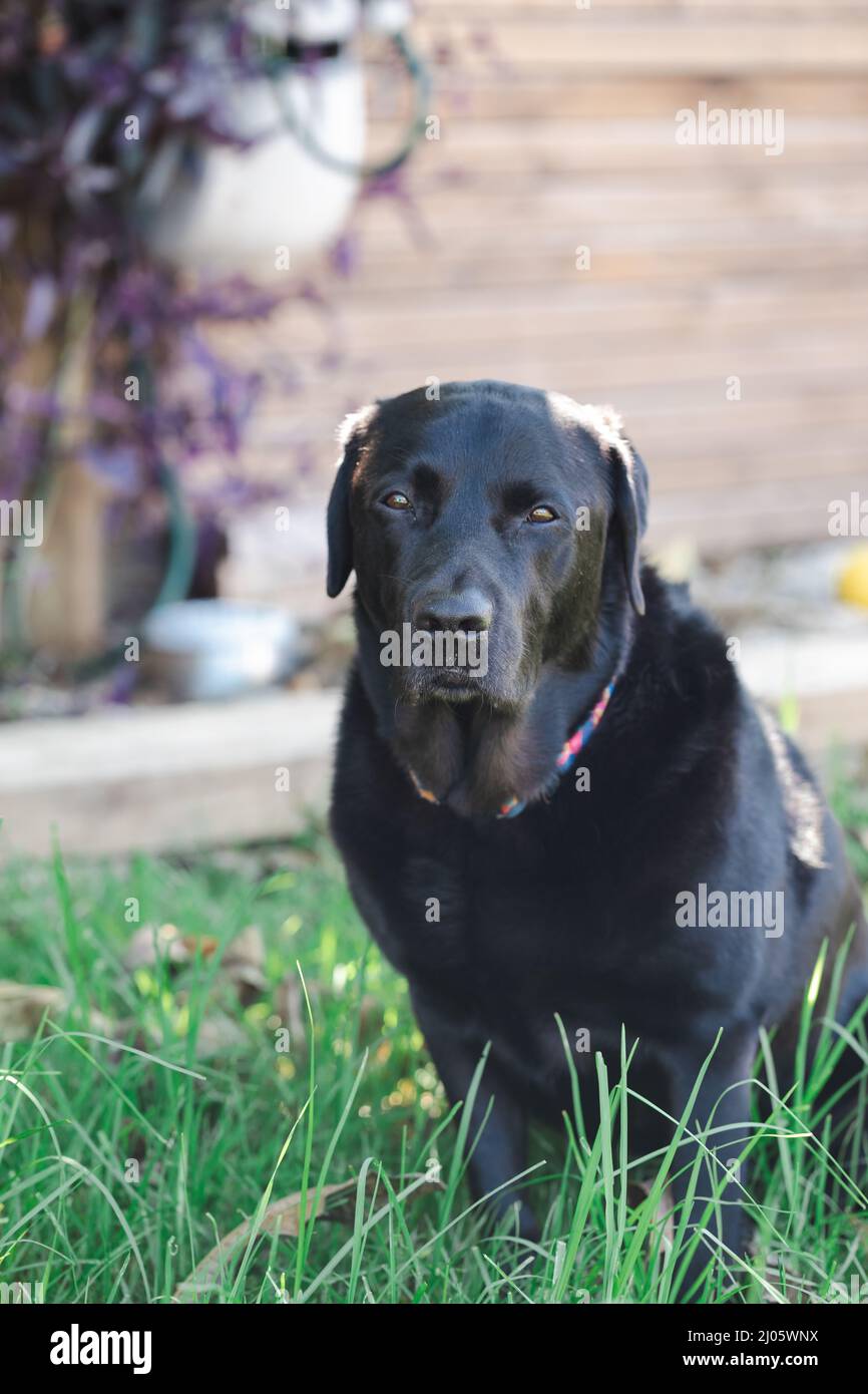 Black labrador sitting hi-res stock photography and images - Alamy