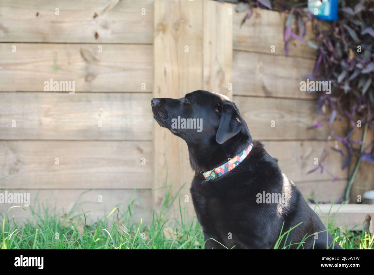 Labrador australian hi-res stock photography and images - Alamy