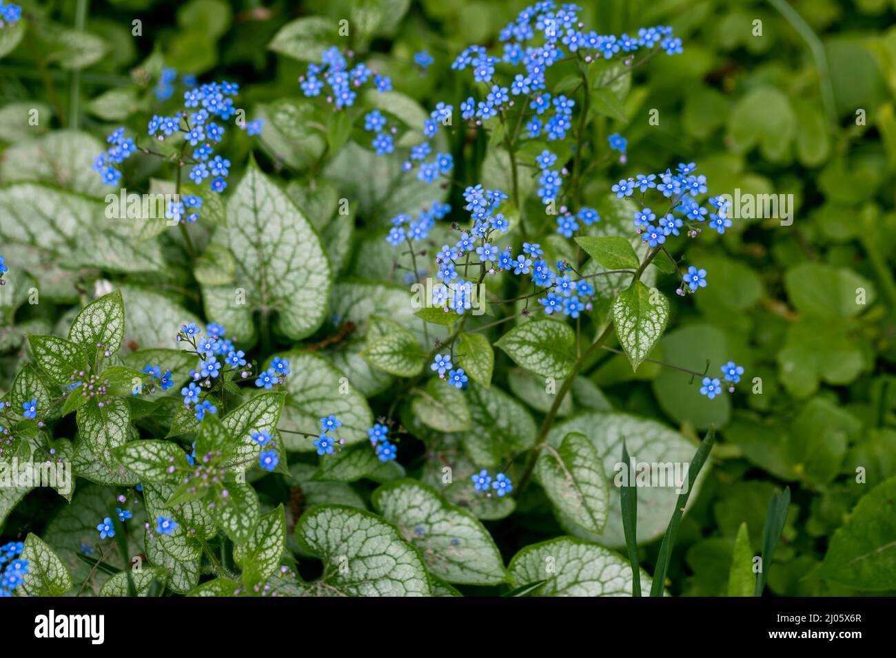 Brunnera macrophylla. Large green leaves and inflorescences with small ...