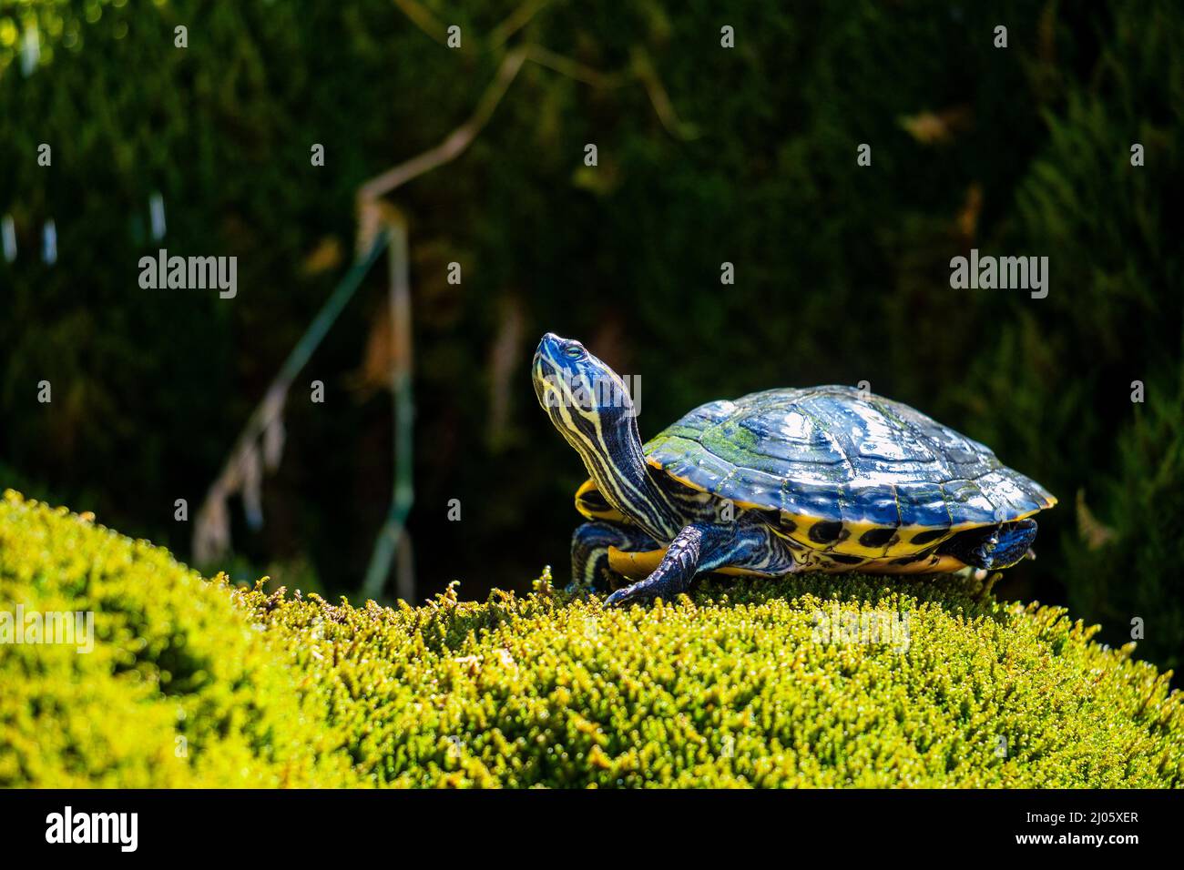 My pet turtle hi-res stock photography and images - Alamy