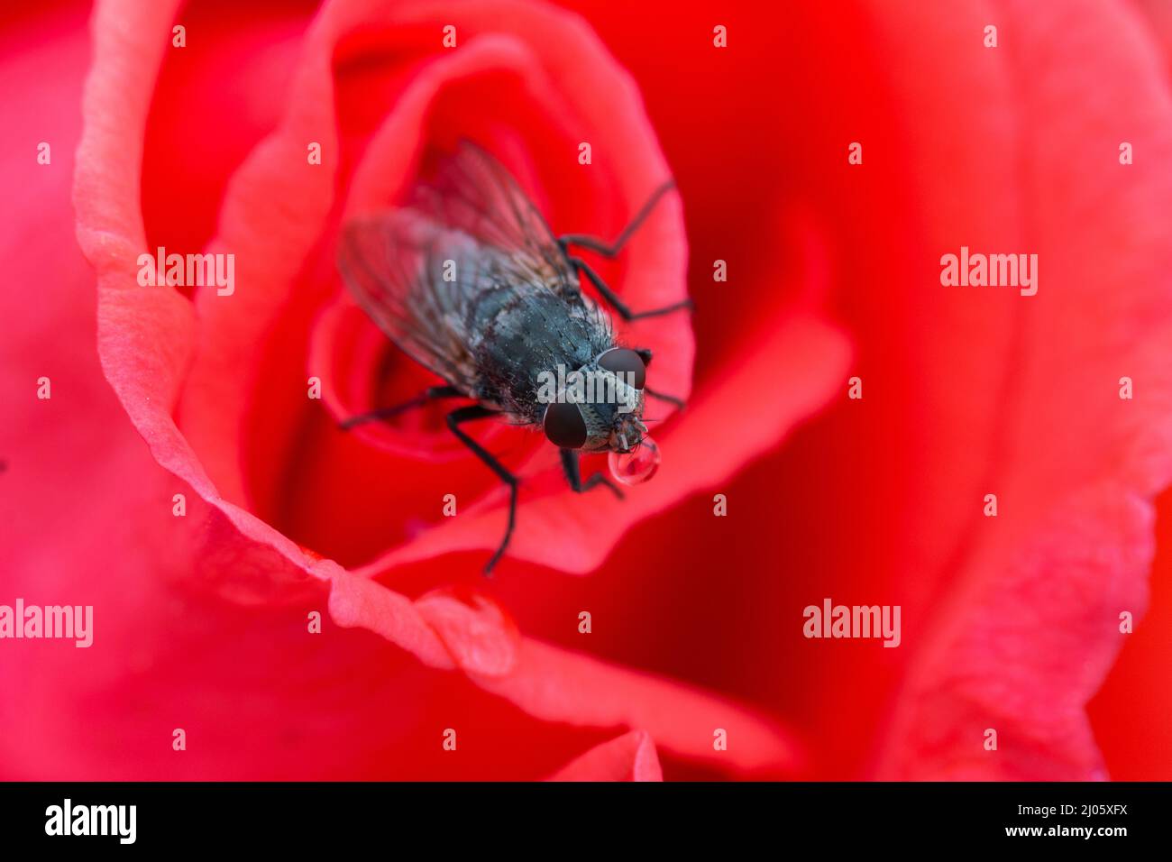 Macro view of a red rose with a fly on top Stock Photo - Alamy