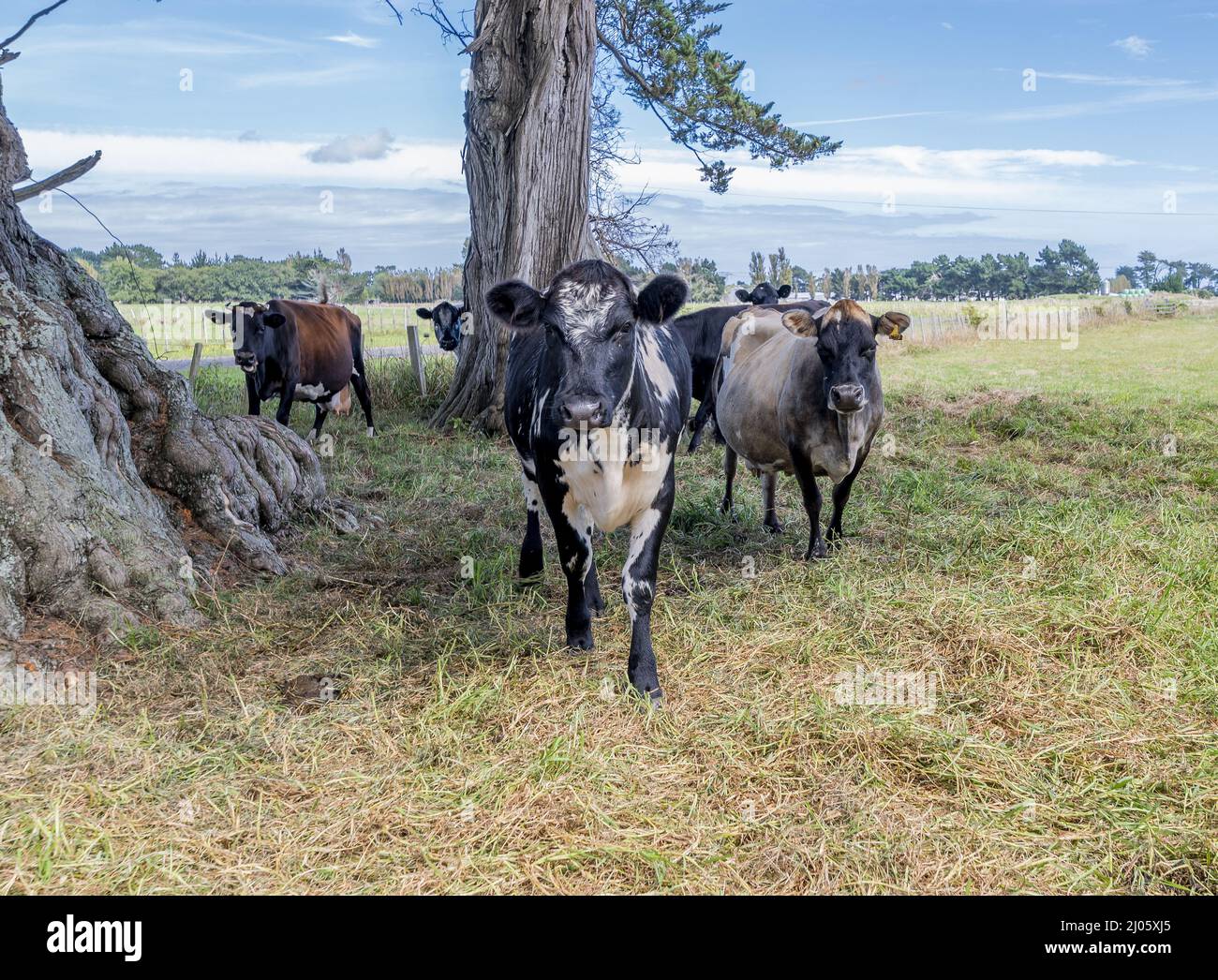 Walking cow rural landscape new hi-res stock photography and images - Alamy