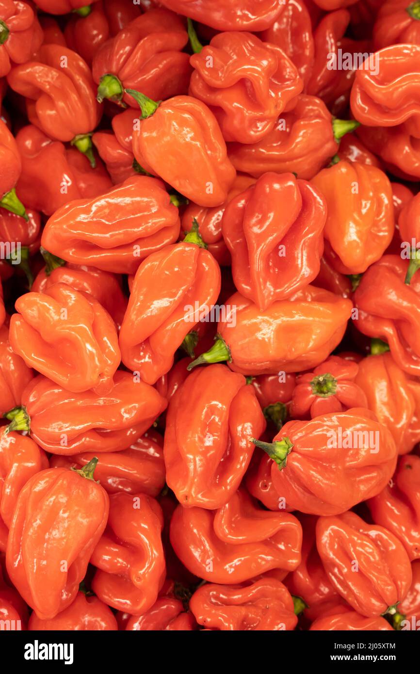Primeur fruits and vegetables. Detail of long red chilli peppers at a ...