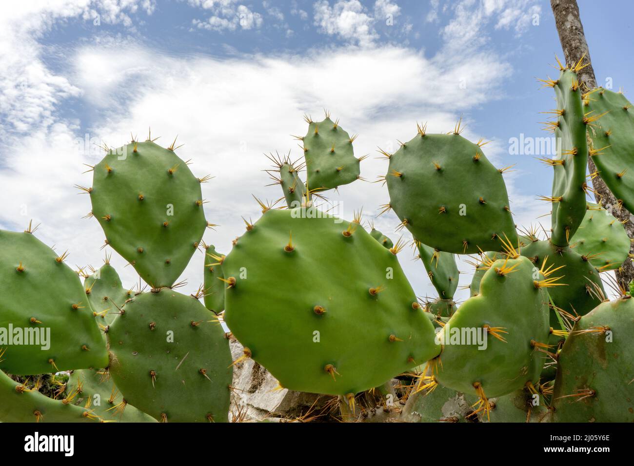 Nopal mexico hi-res stock photography and images - Alamy