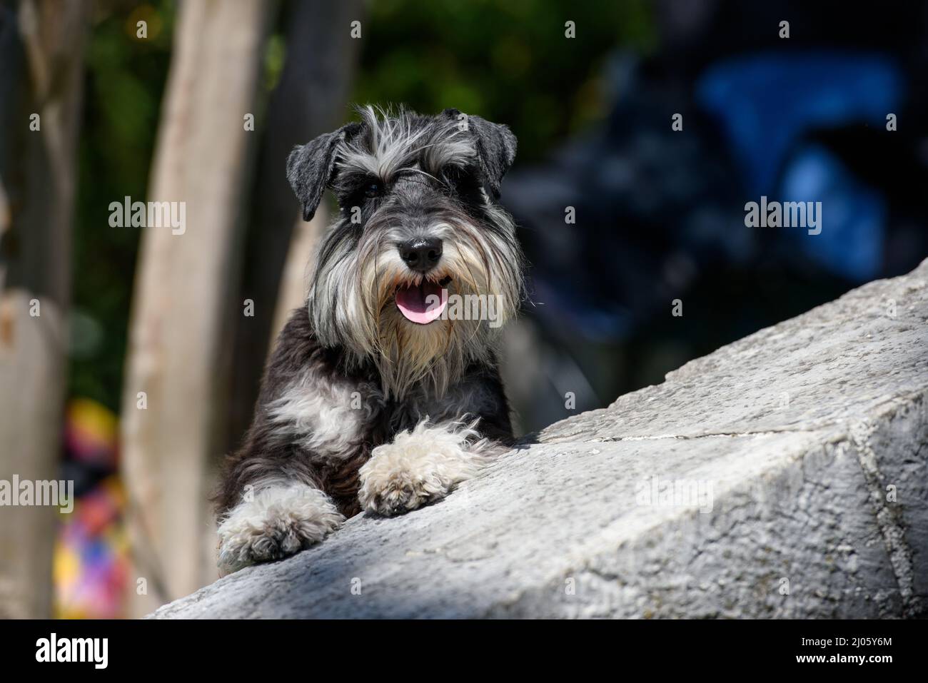 Standard schnauzer hi-res stock photography and images - Alamy