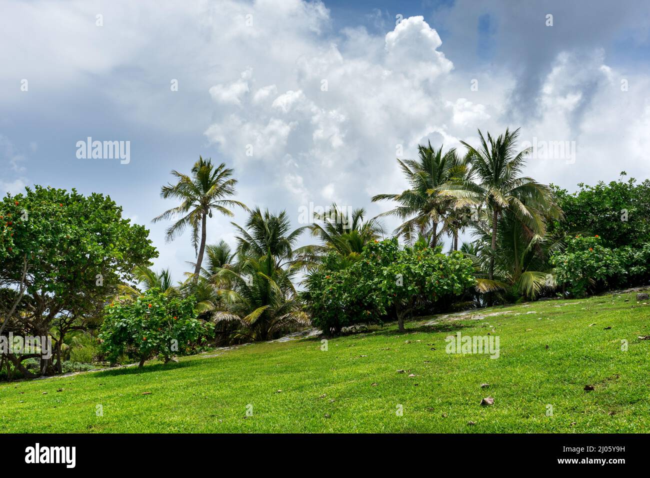 Palms and trees at Tulum, Mexico Stock Photo - Alamy