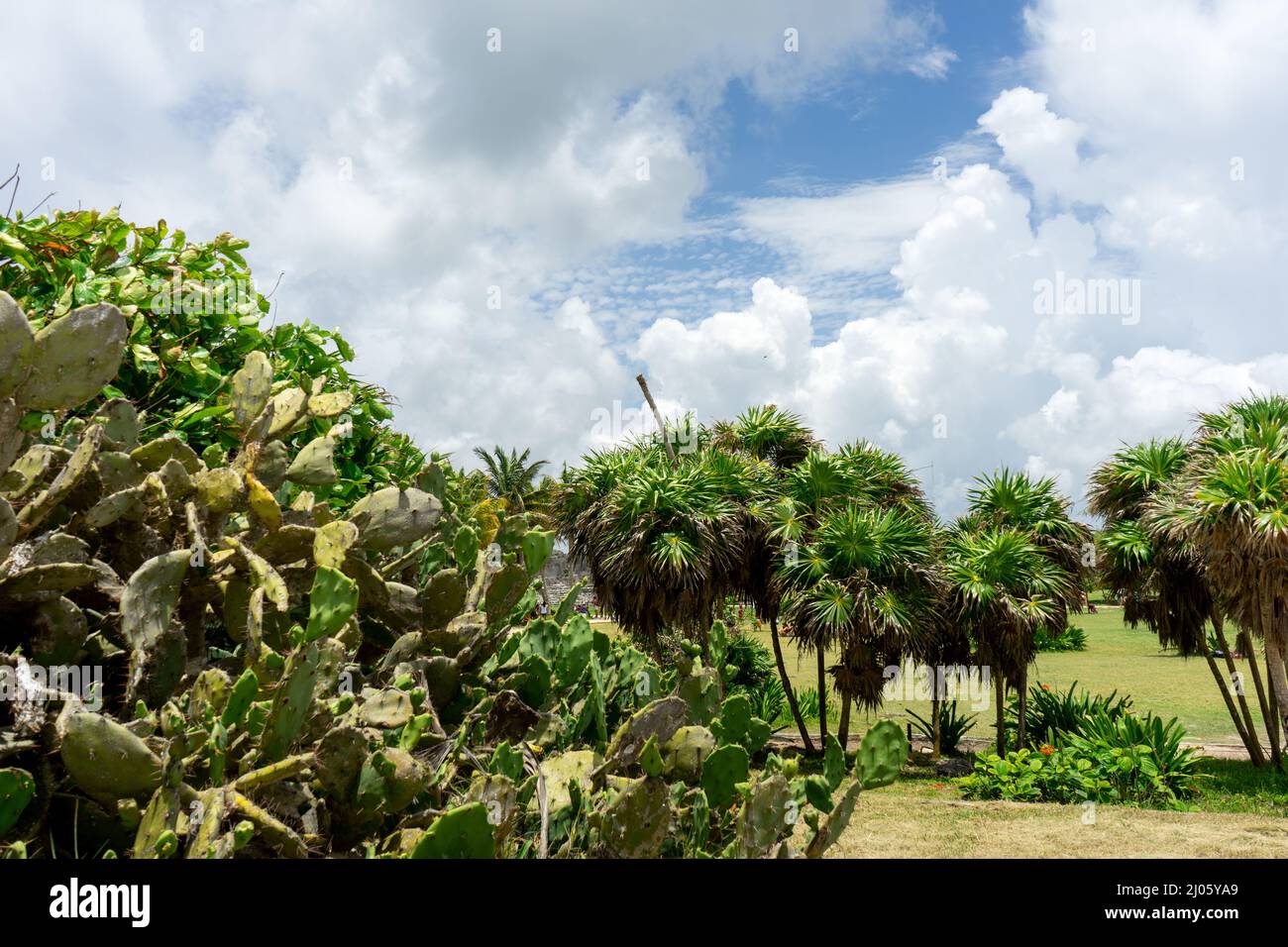 Palms and trees at Tulum, Mexico Stock Photo - Alamy