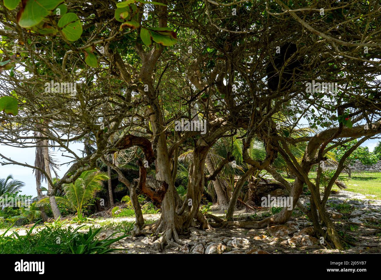 Palms and trees at Tulum, Mexico Stock Photo - Alamy