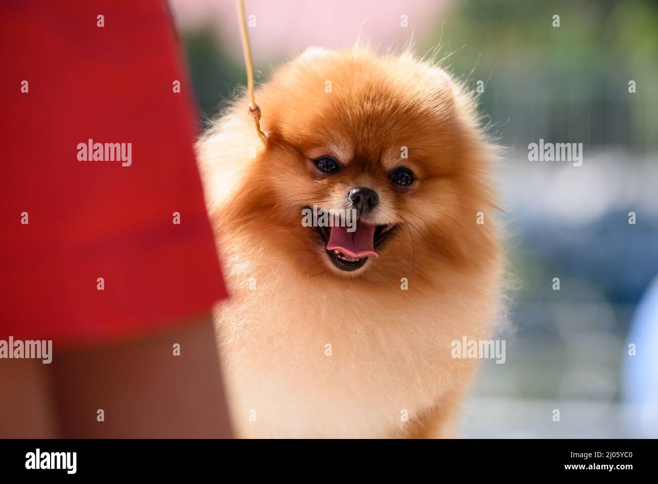 A Pomeranian dog peeks out from behind a woman's leg Stock Photo - Alamy