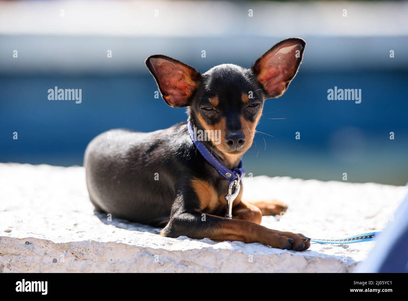 The Prague Ratter dog breed squinted as it lay on the sunlit parapet ...