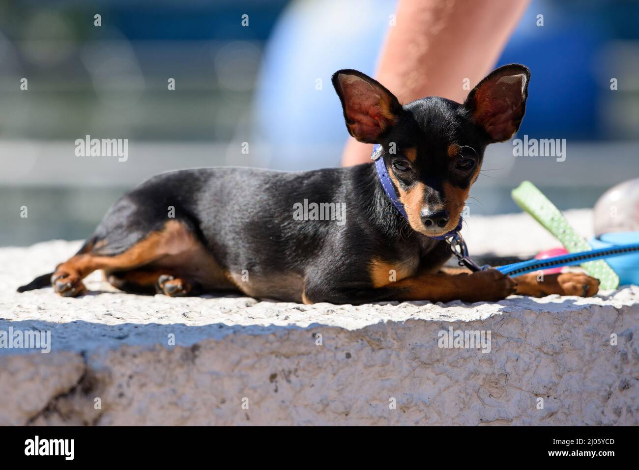 A Prague Ratter dog breed lies on the parapet illuminated by the sun ...