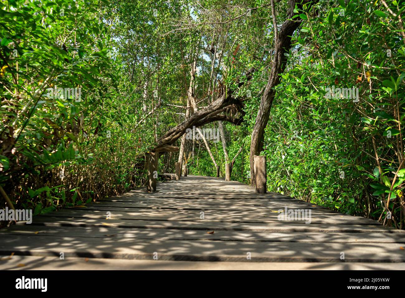 Mangrove trail path Stock Photo - Alamy