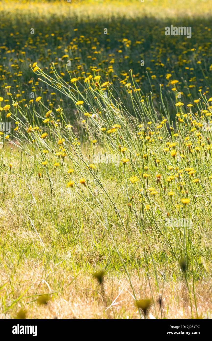 field of bright yellow wild dandelions on a sunny day Stock Photo - Alamy