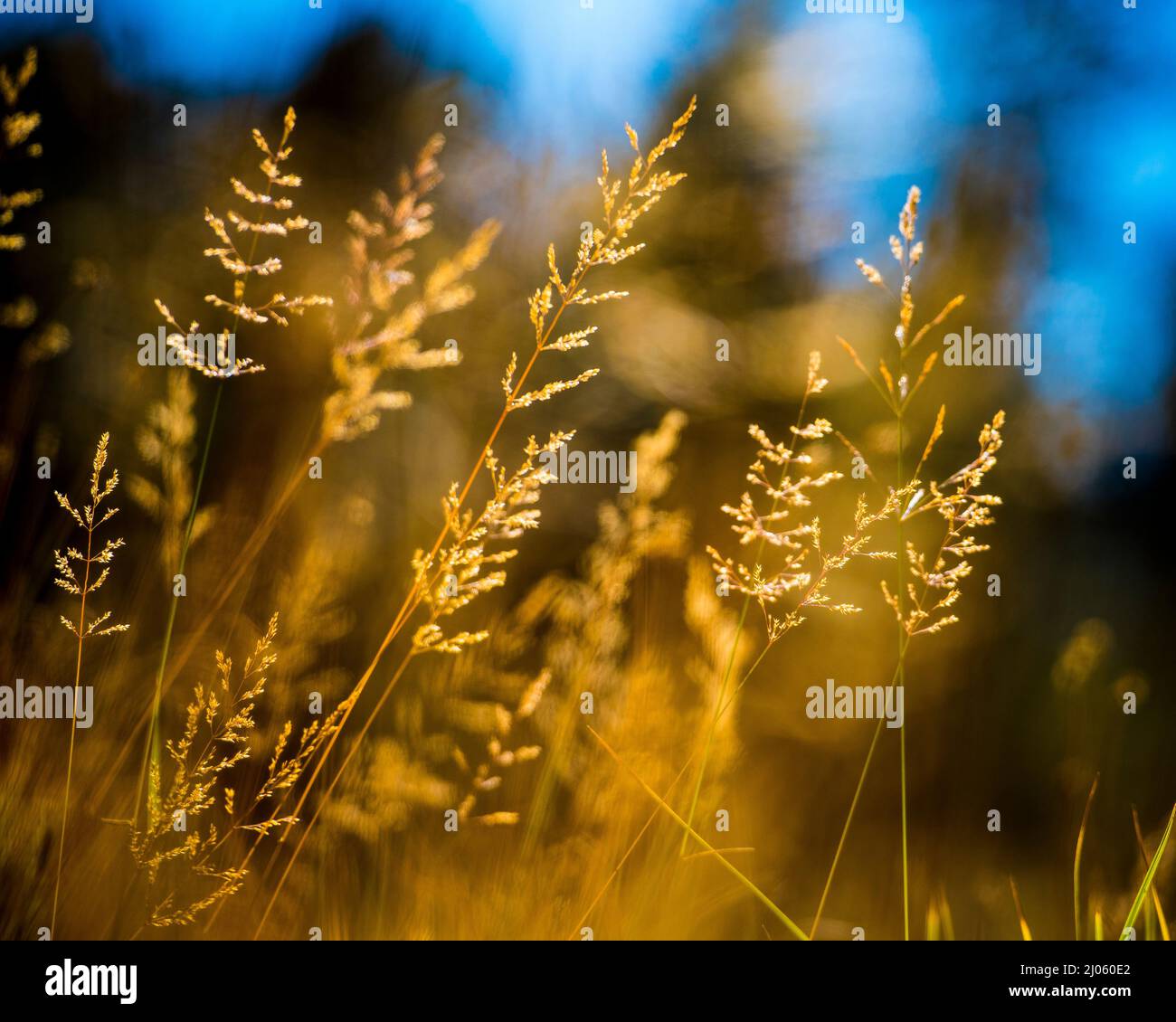 Close up tall grass in hi-res stock photography and images - Alamy
