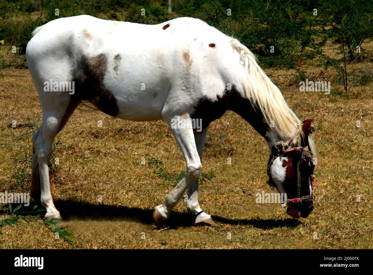 Horse stable india hi-res stock photography and images - Alamy