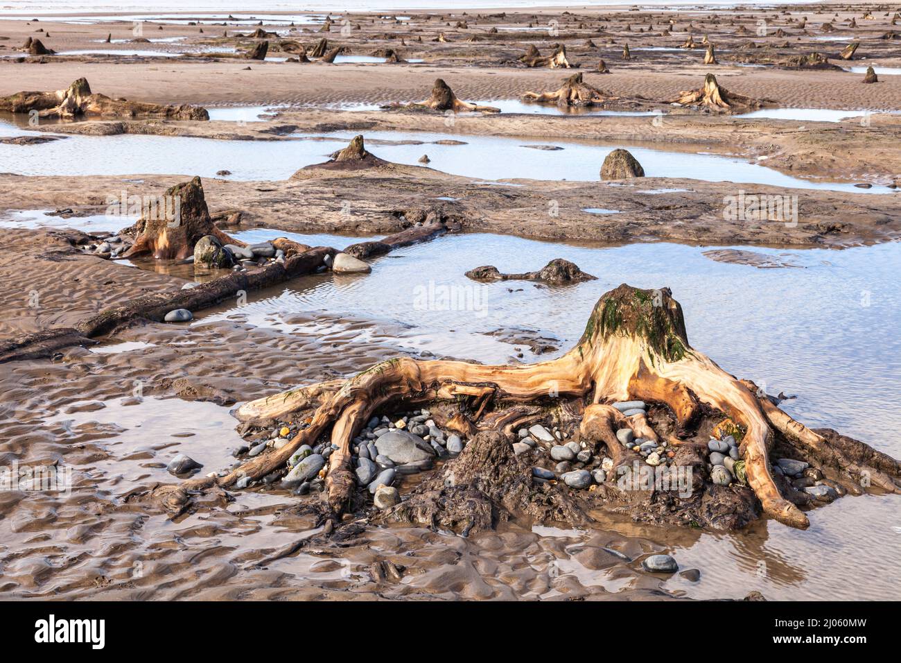 Prehistoric tree hi-res stock photography and images - Alamy