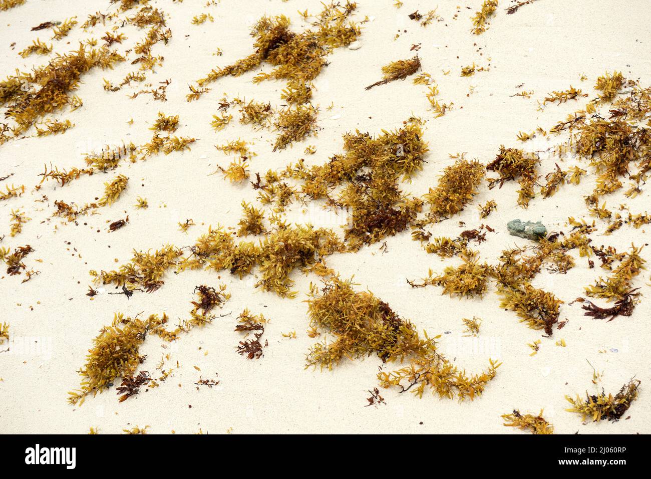 Beach full of sargassum algae Stock Photo - Alamy