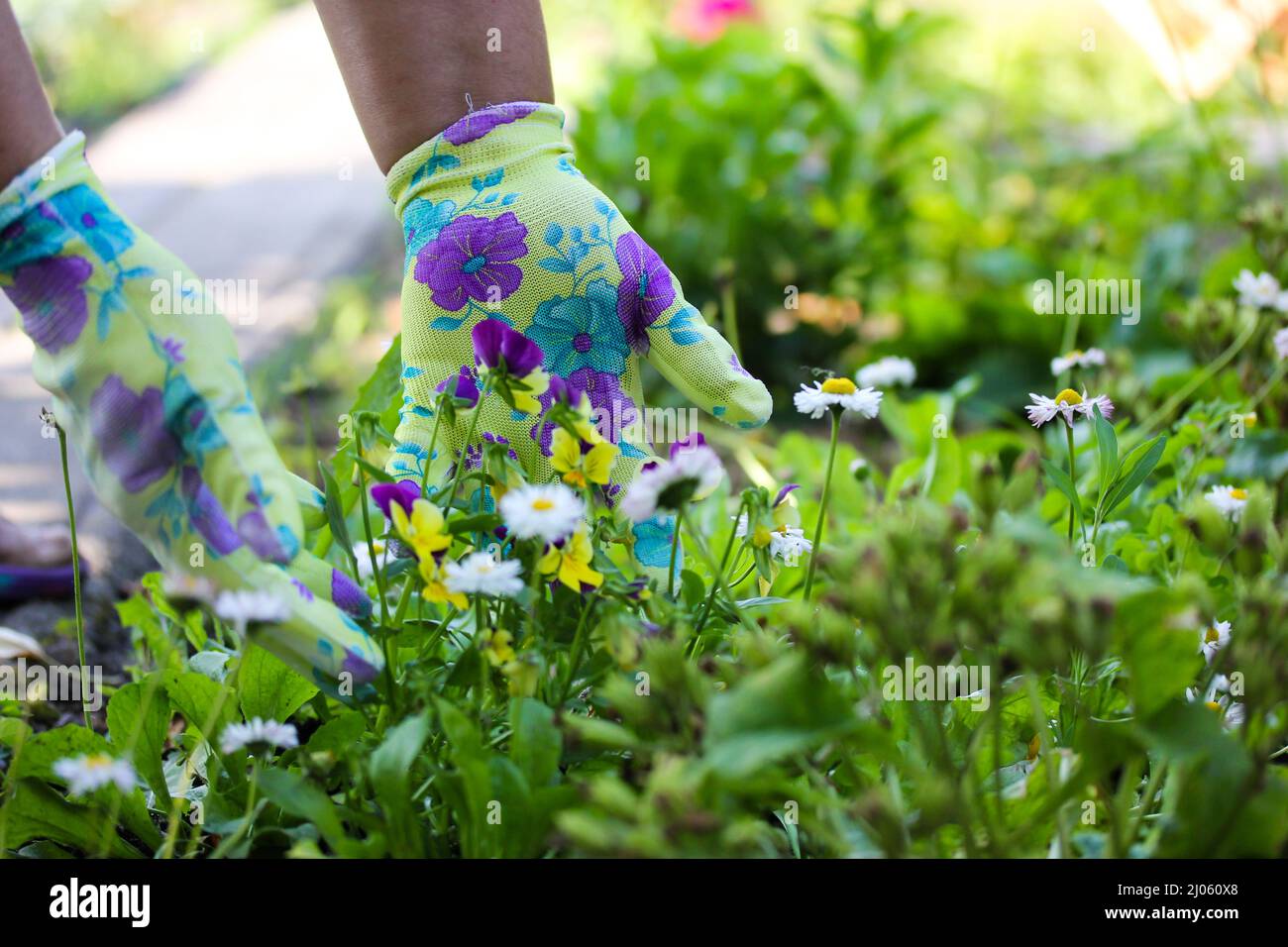 Female gardener in gloves touching green plants daisies flowers in ...
