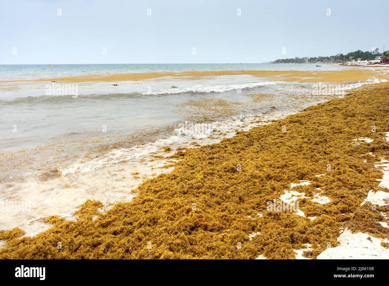 Beach full of sargassum algae Stock Photo - Alamy