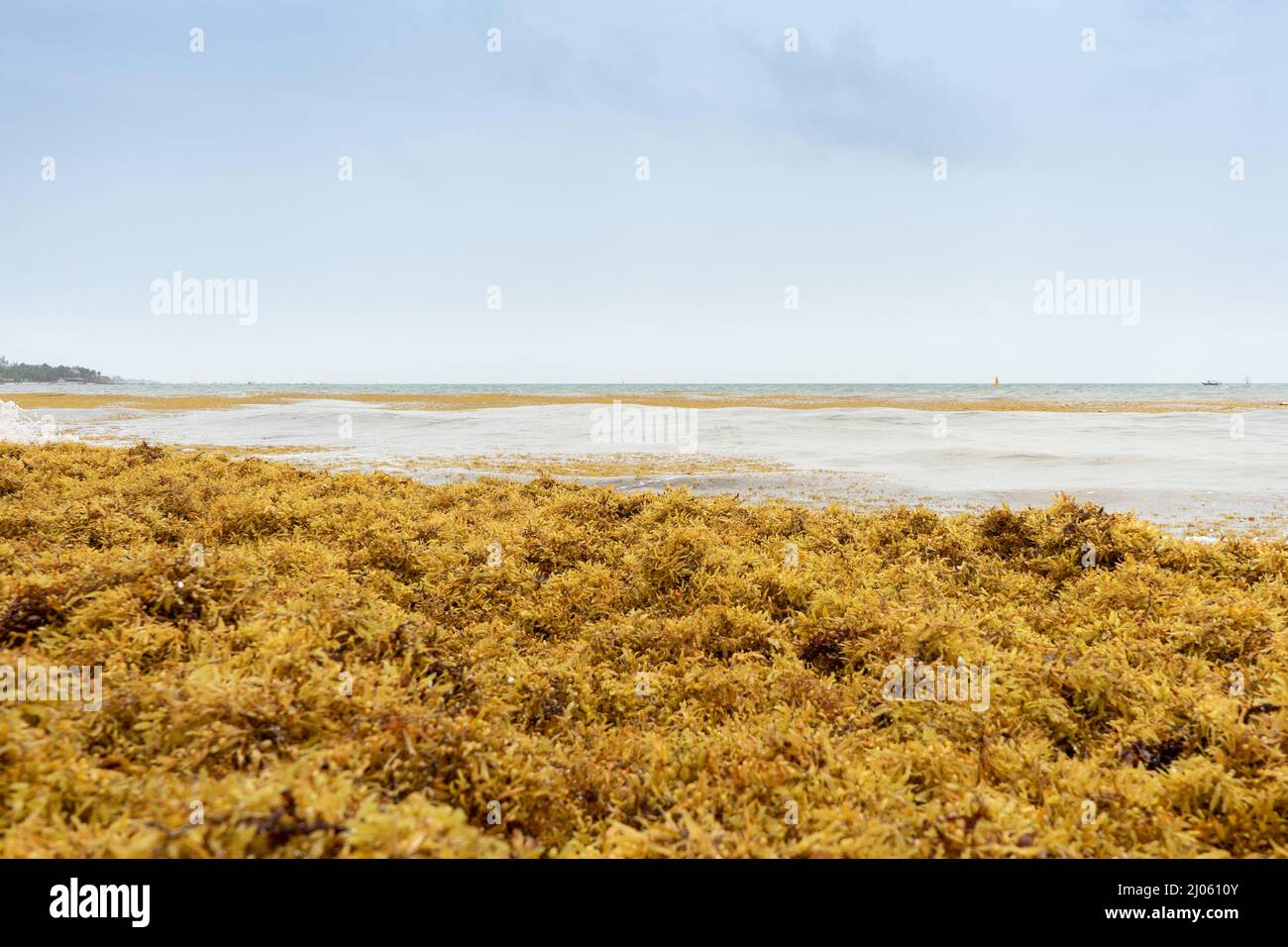 Beach full of sargassum algae Stock Photo - Alamy