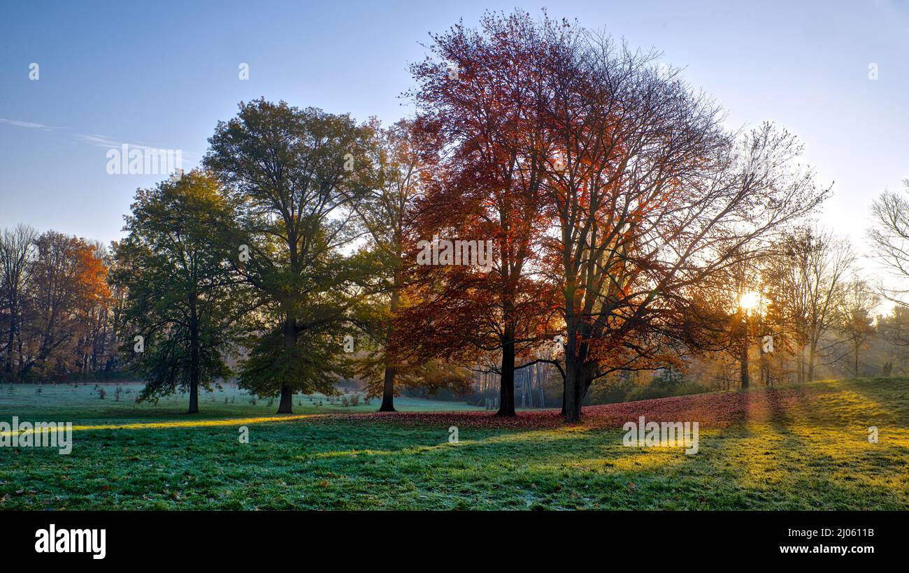 Sun flare through autumn tree hi-res stock photography and images - Alamy