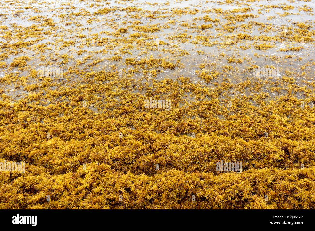 Beach full of sargassum algae Stock Photo - Alamy