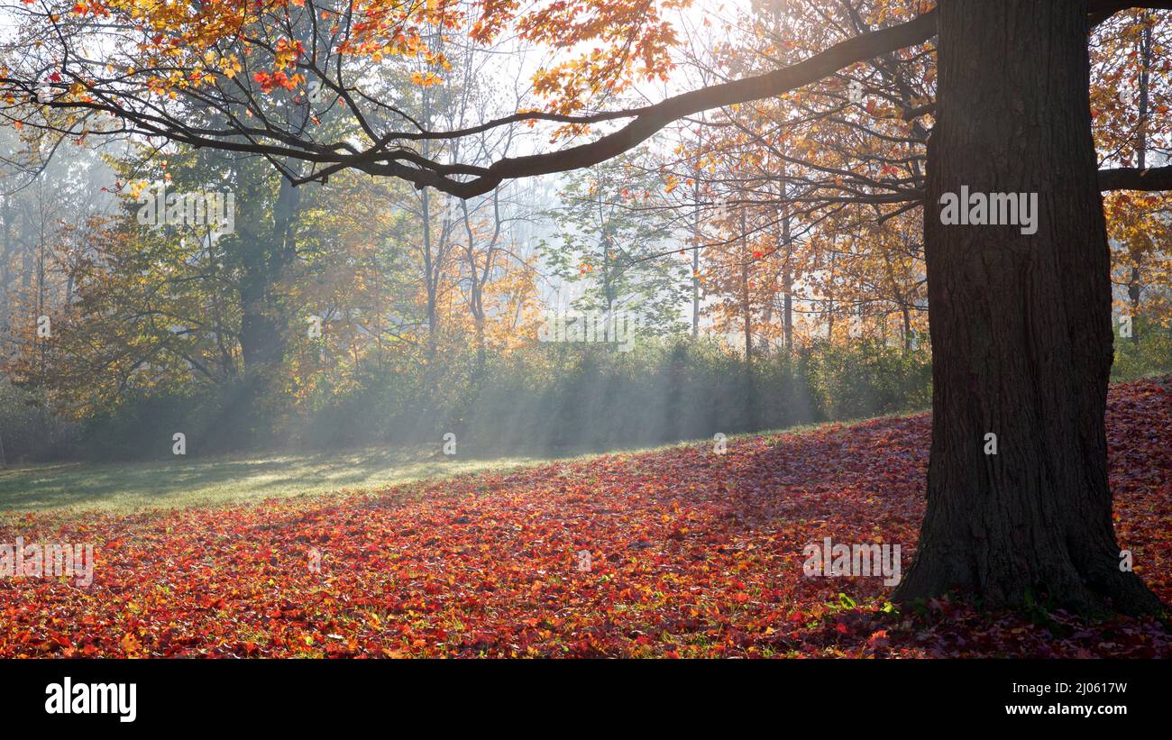 Sunbeam through autumn color hi-res stock photography and images - Alamy