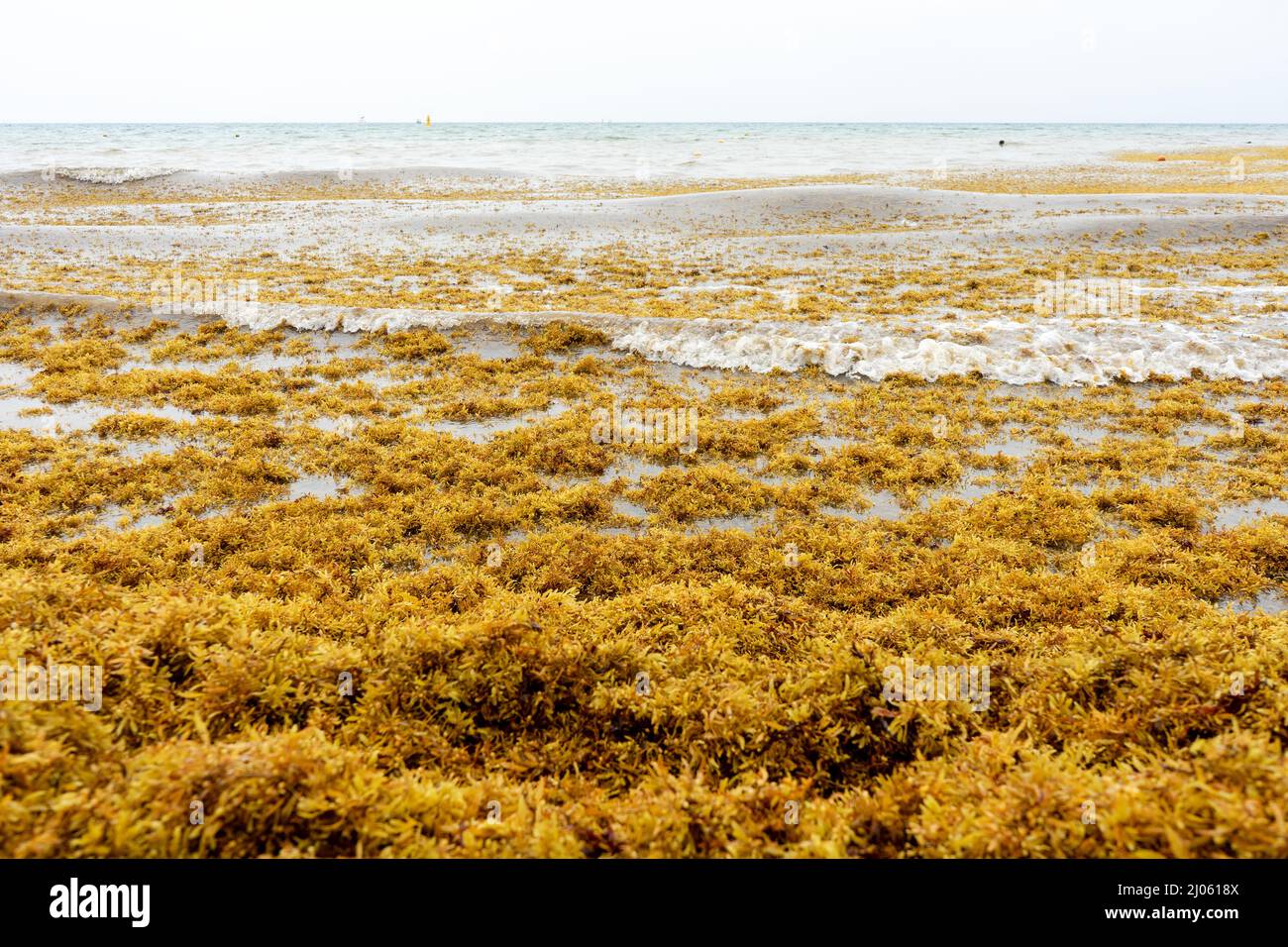Beach full of sargassum algae Stock Photo - Alamy