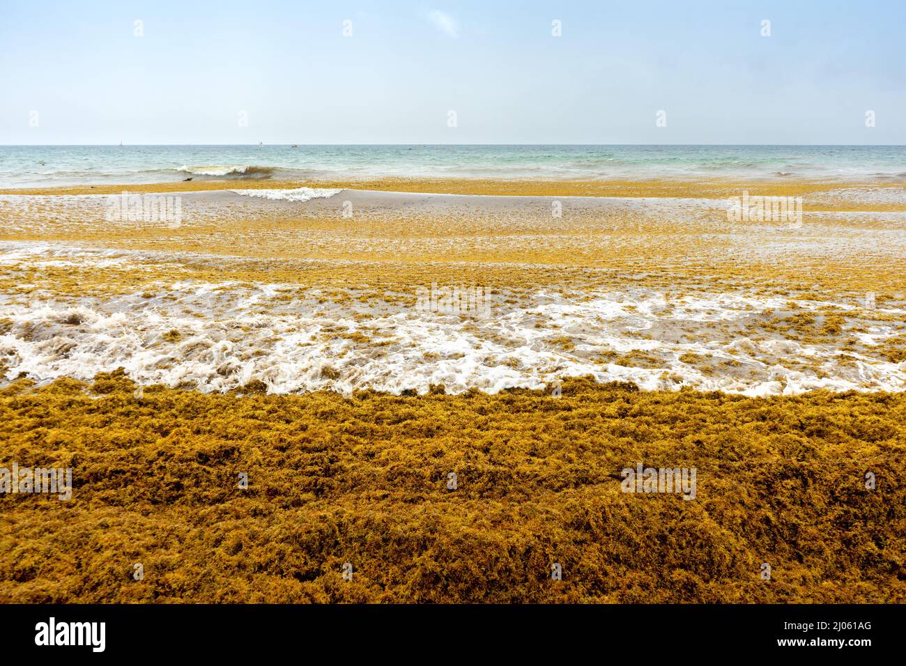 Beach full of sargassum algae Stock Photo - Alamy