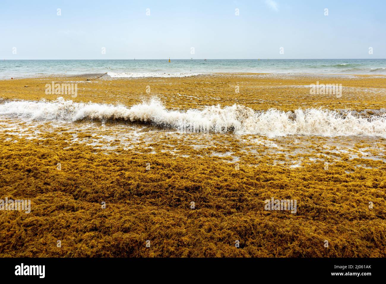 Beach full of sargassum algae Stock Photo - Alamy
