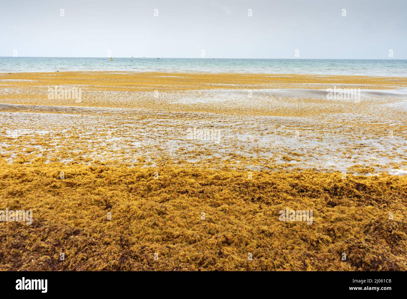 Beach full of sargassum algae Stock Photo - Alamy