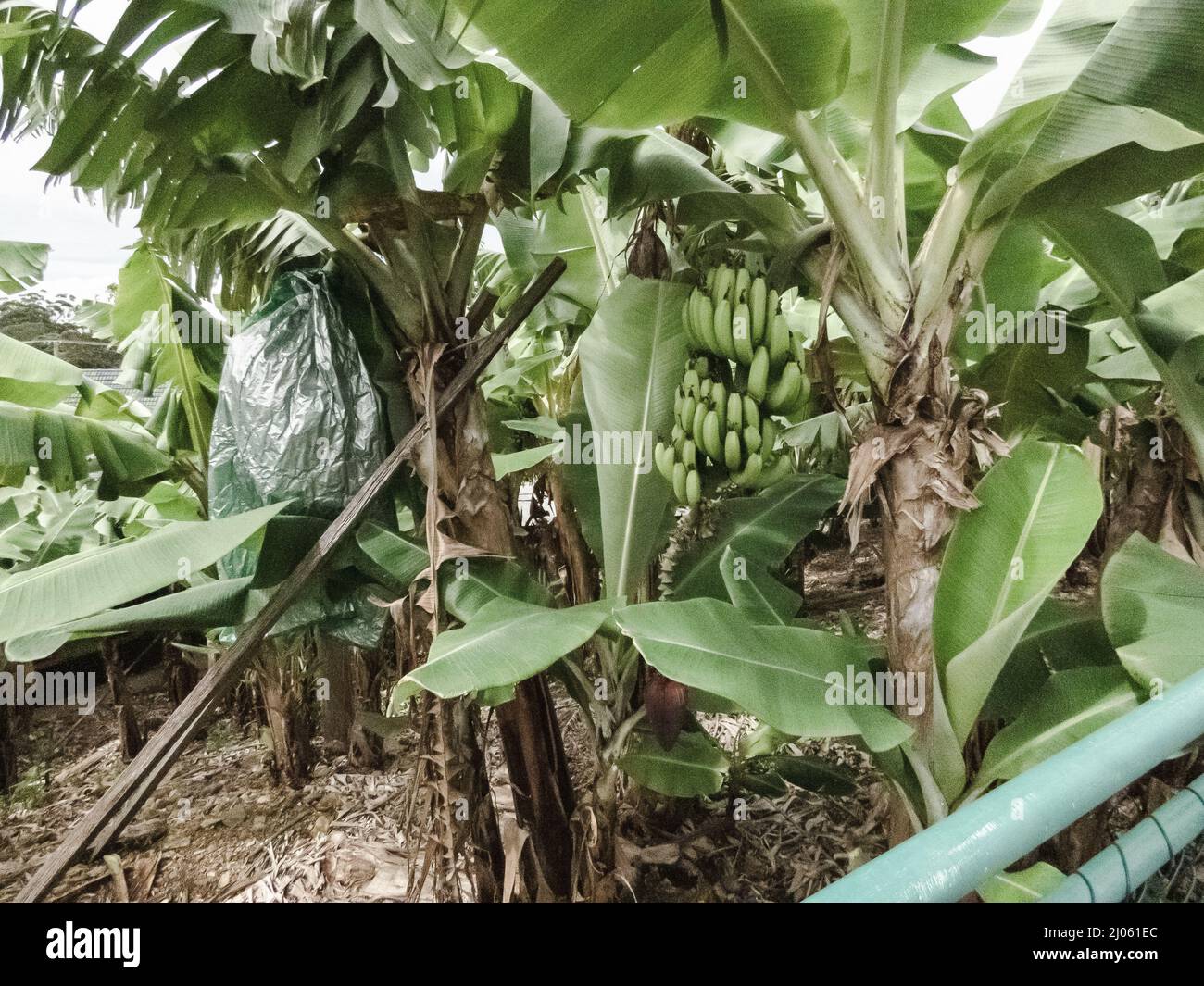 Big banana australia hi-res stock photography and images - Alamy