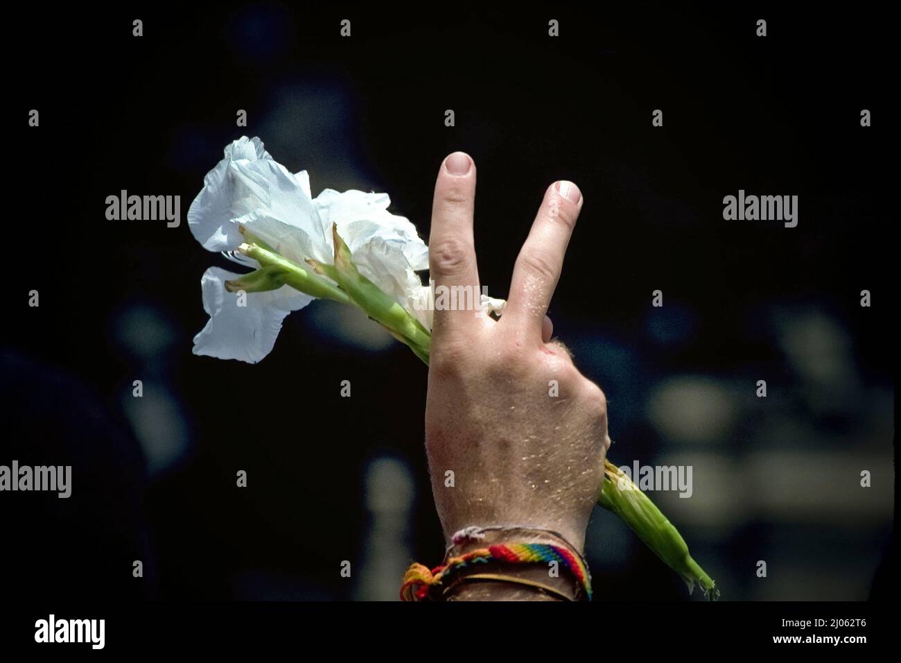 Protester giving Peace Sign while holding Flower Stock Photo - Alamy