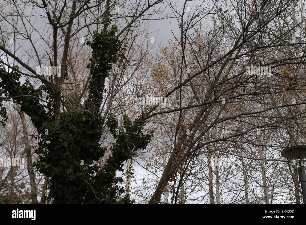 Nature Landscape Park Trees Birds Background Stock Photo - Alamy