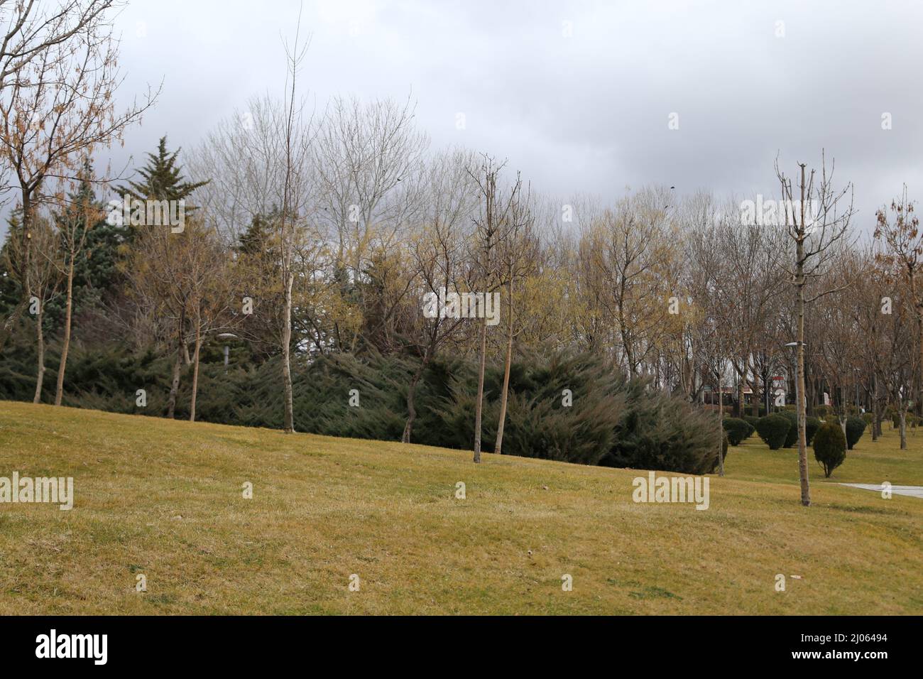 Nature Landscape Park Trees Birds Background Stock Photo - Alamy