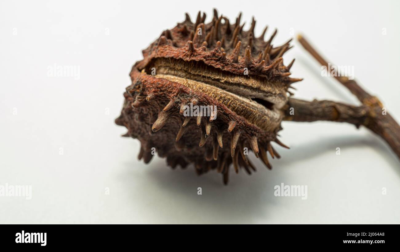 Dark chestnut neck hi-res stock photography and images - Alamy