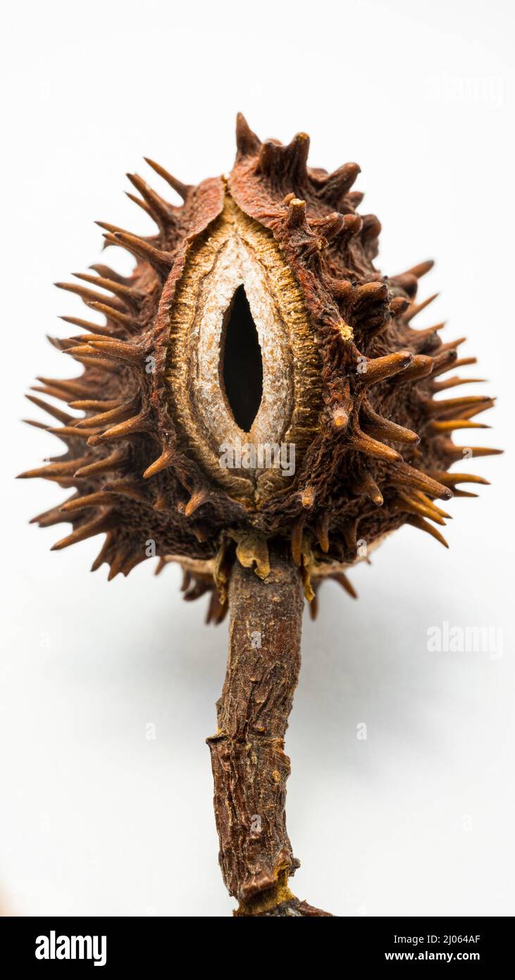 Dark chestnut neck hi-res stock photography and images - Alamy