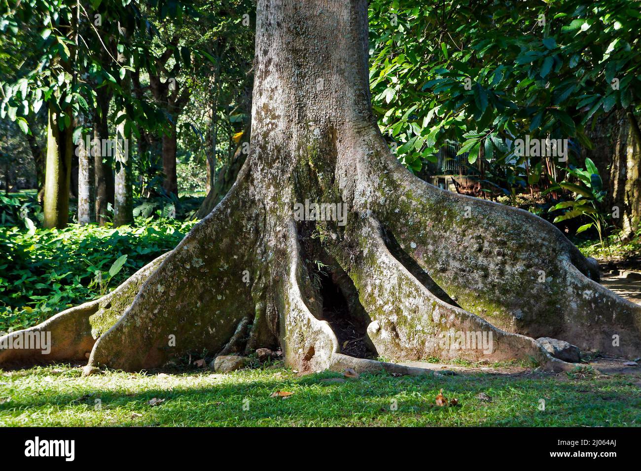 Tabular roots on tropical rainforest, Rio, Brazil Stock Photo - Alamy