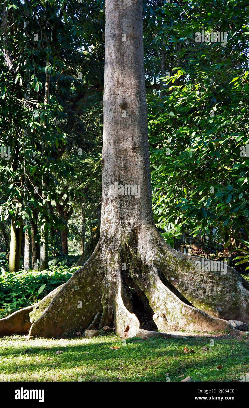 Tabular roots on tropical rainforest, Rio, Brazil Stock Photo - Alamy
