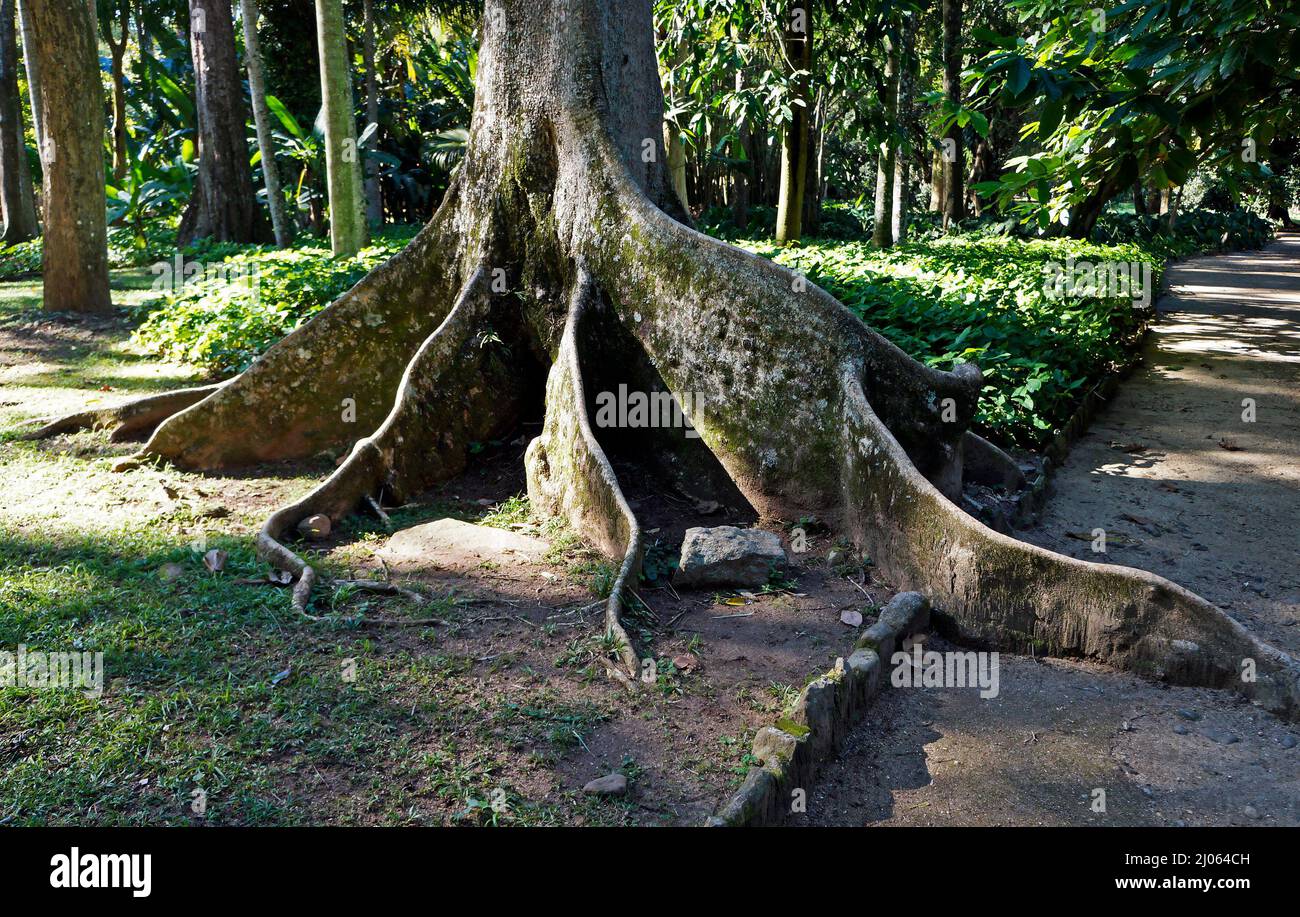 Tropical tree roots hi-res stock photography and images - Alamy