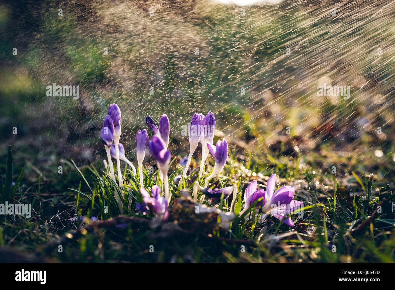 Beautiful wild crocuses in a park under sunset rays and water spray ...