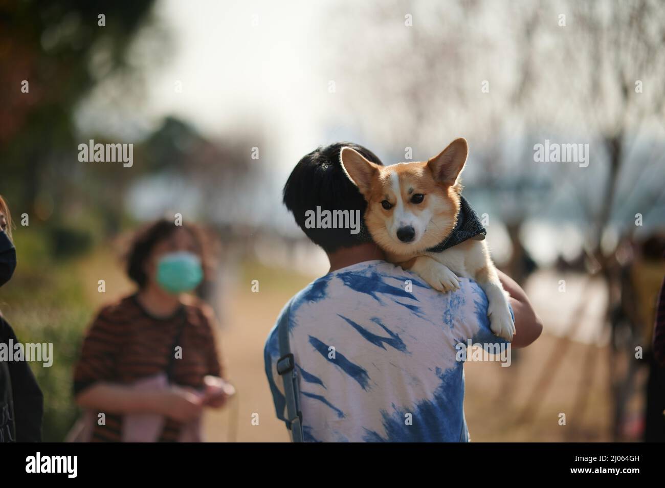 Back view of a male holding a corgi on his shoulder Stock Photo - Alamy